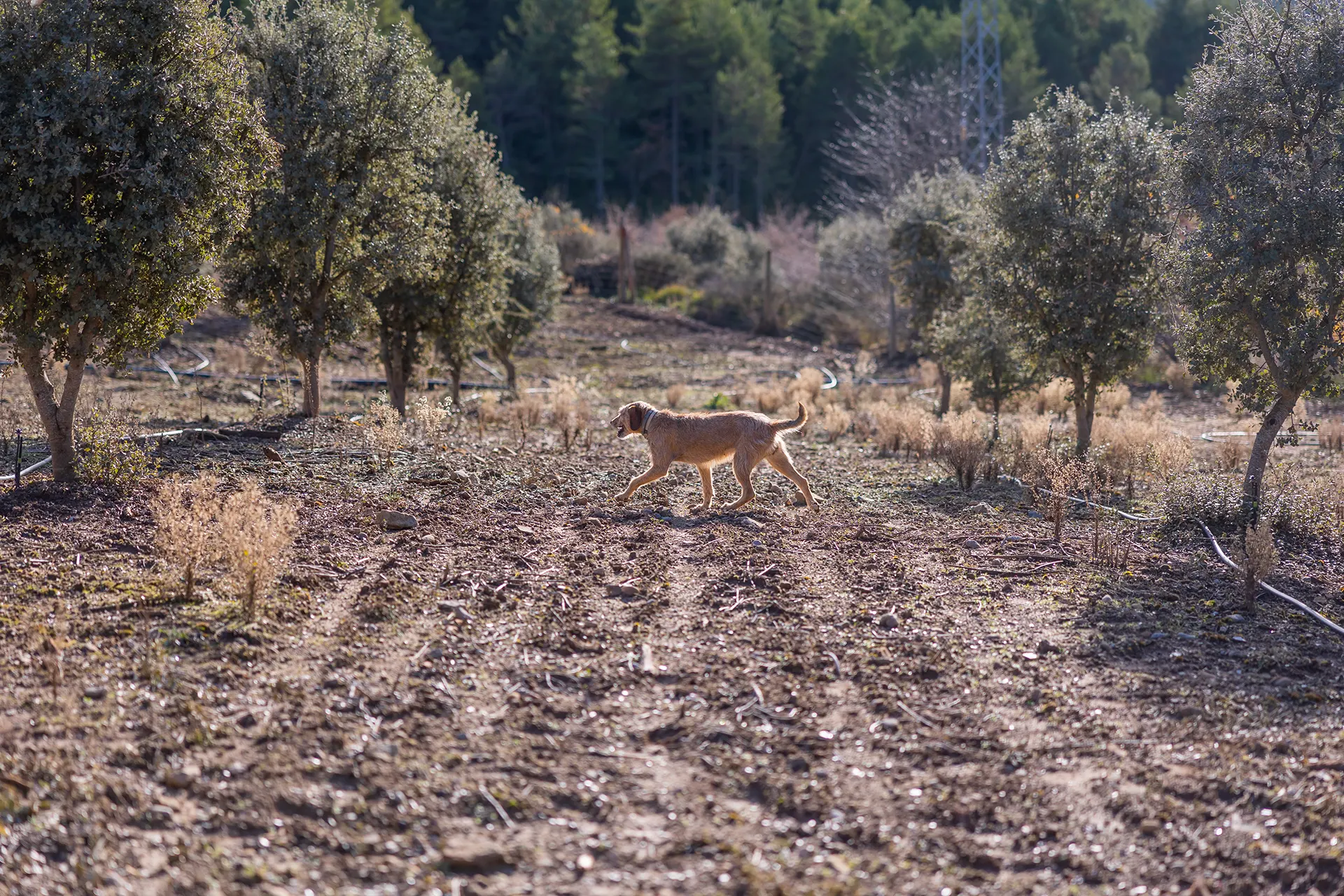 Καλλιέργεια Τρούφας - Meteora Truffle Hunting